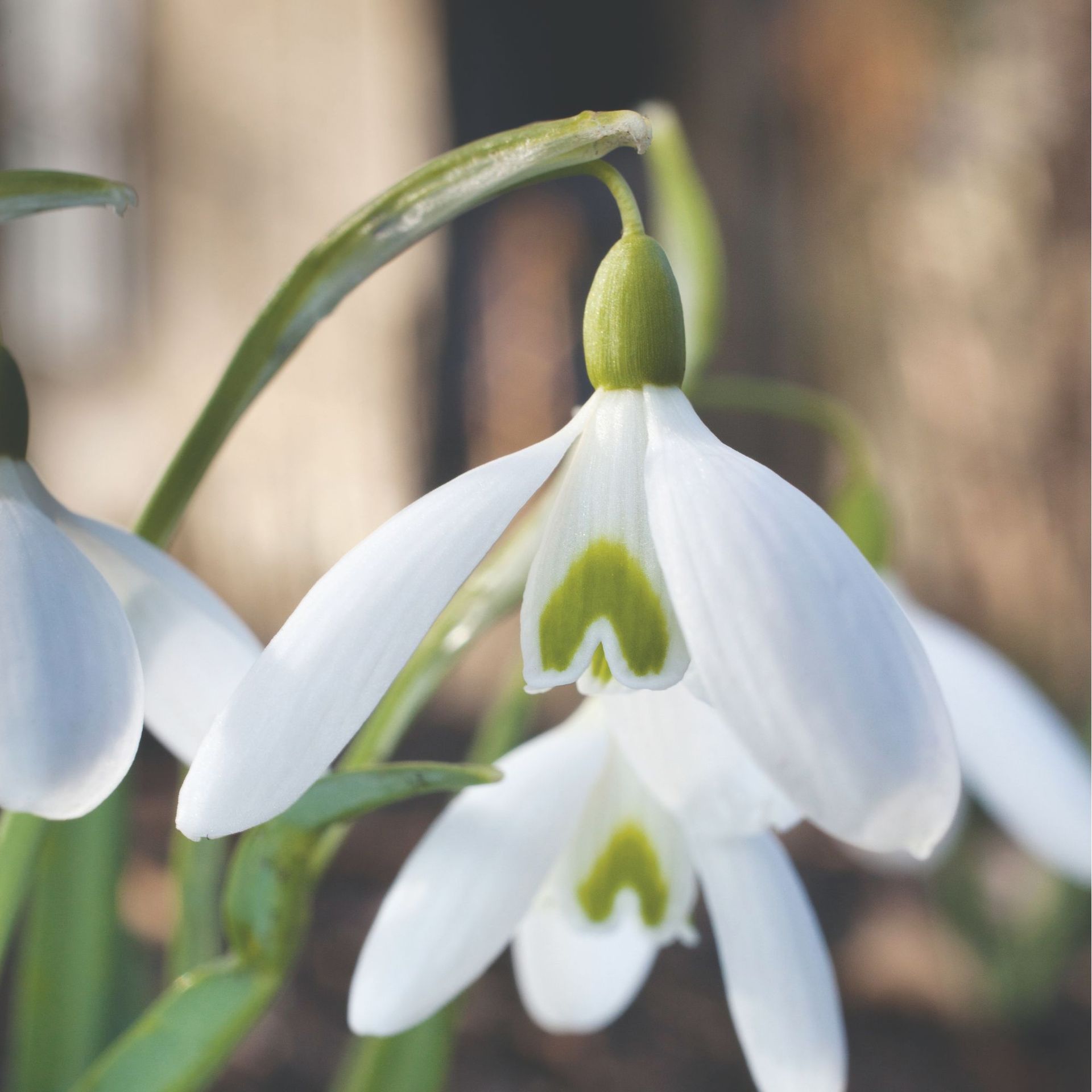Where is the best place to plant snowdrops? A complete guide | Ideal Home