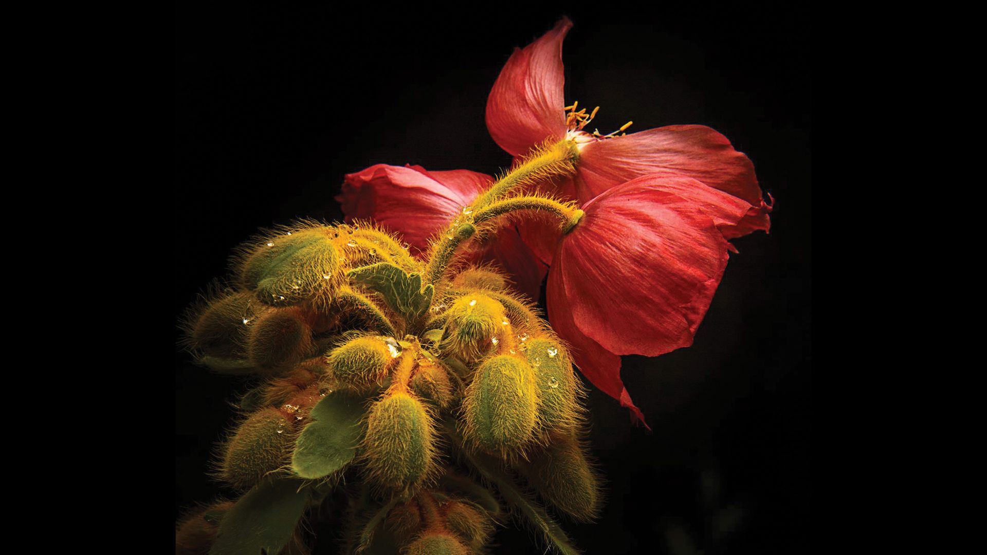 Home photography ideas: Shoot stunning fine art plant portraits in your ...