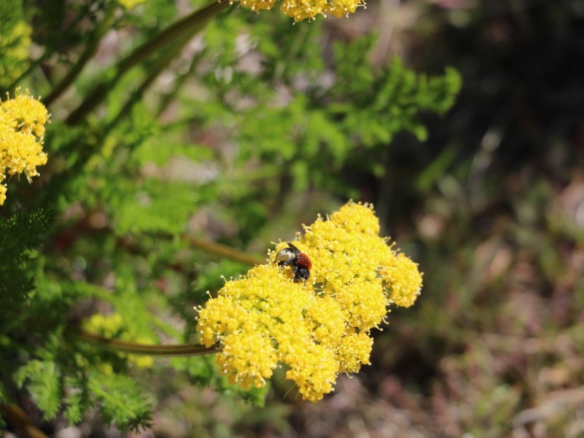 How To Identify Medicinal Lomatium Plants | Gardening Know How