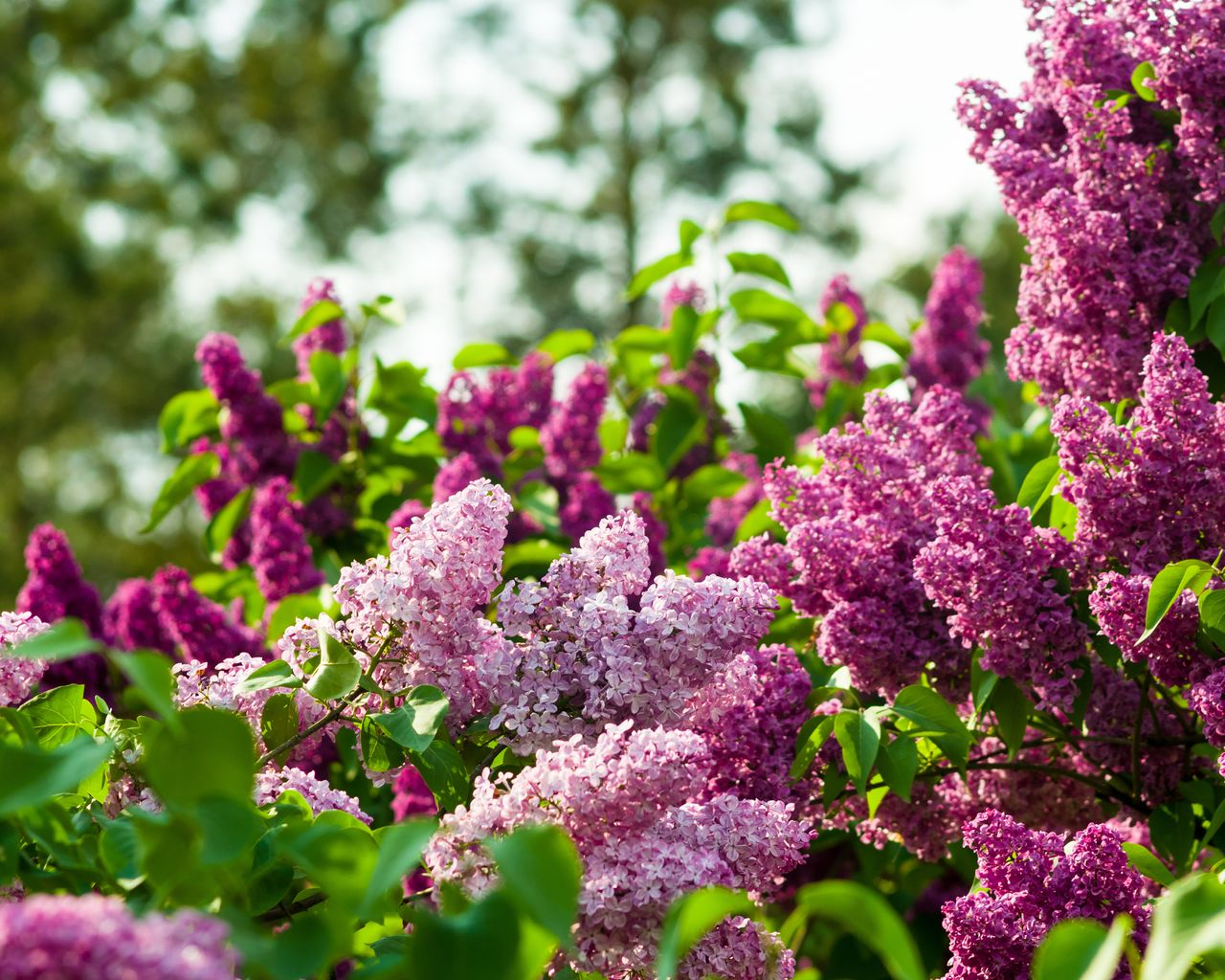 How To Grow Lilacs For Years Of Fragrant Spring Flowers | Gardening ...