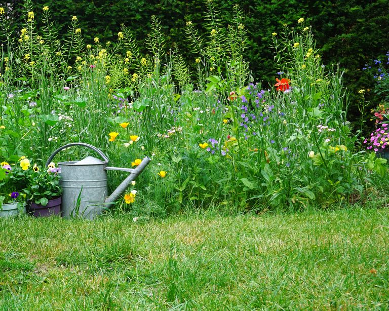 Should I Cut My Grass Short Before Winter Experts Advise Homes And Gardens
