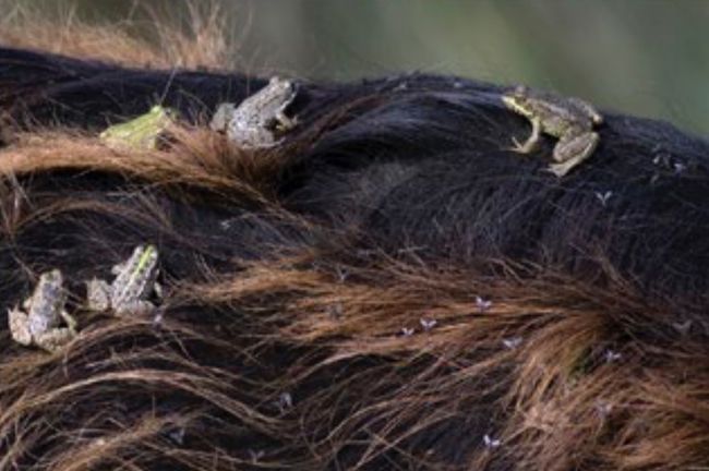Why Are These Water Buffaloes Covered with Tiny Frogs? | Live Science