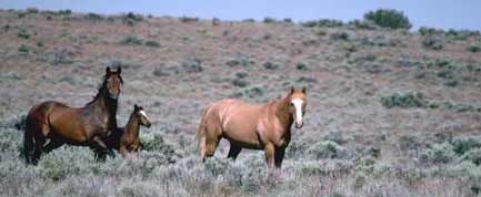 Wildlife - News and Scientific Articles on Live Science | Live Science