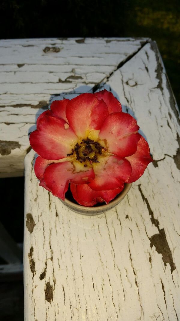 Tips & Information about Roses - Page 8 | Gardening Know How