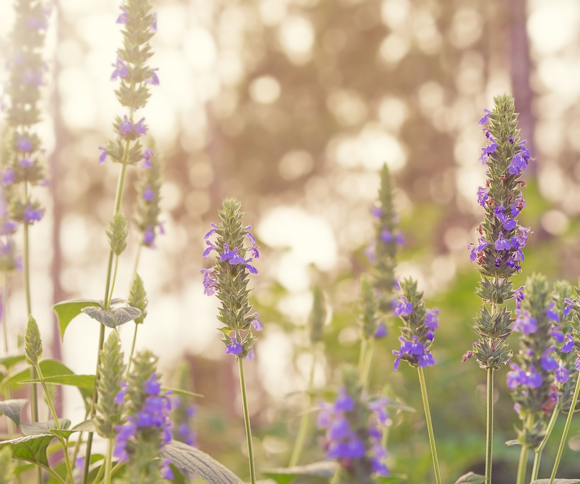 How to grow chia seeds: tips for growing chia plants at home | Homes ...