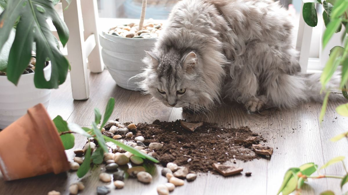 10 weird cat behaviors explained by an expert | PetsRadar