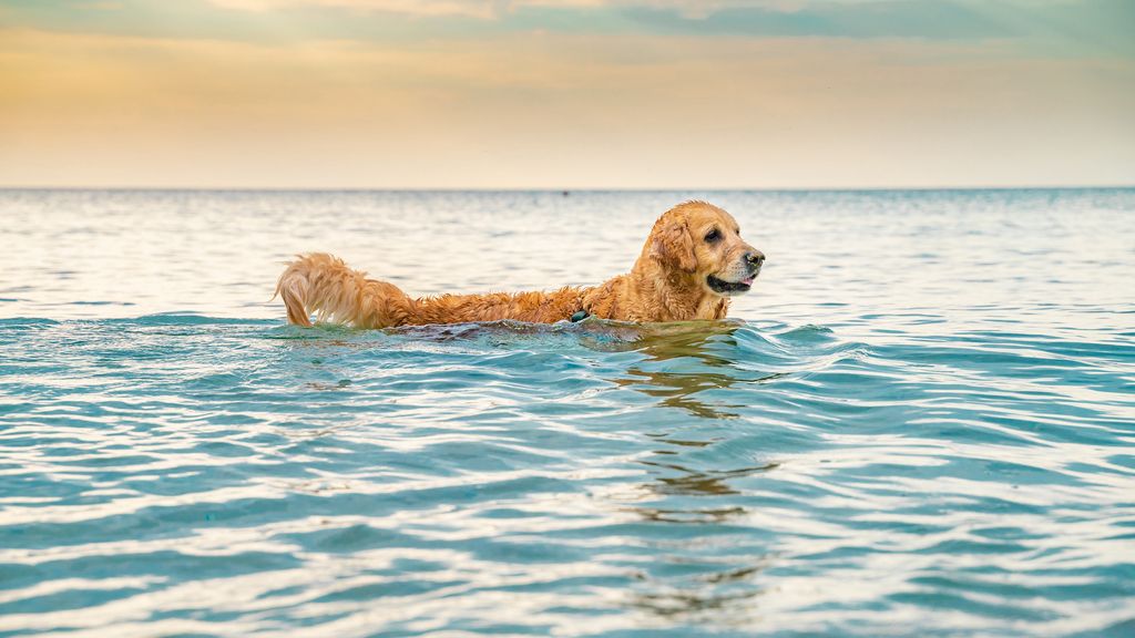 32 dog breeds that are made for swimming | PetsRadar
