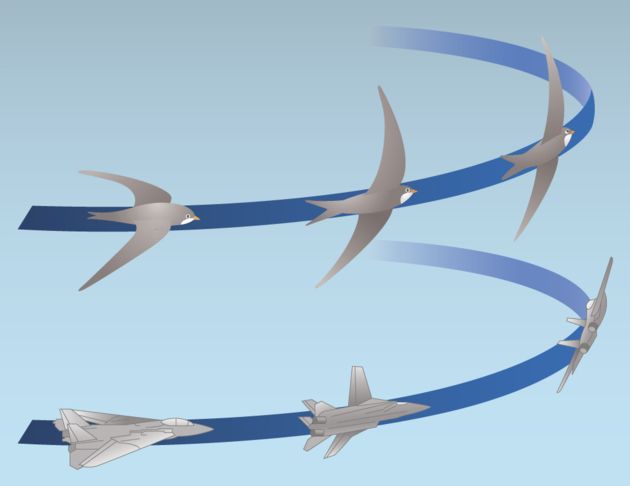 Secret of Bird Flight Revealed | Live Science