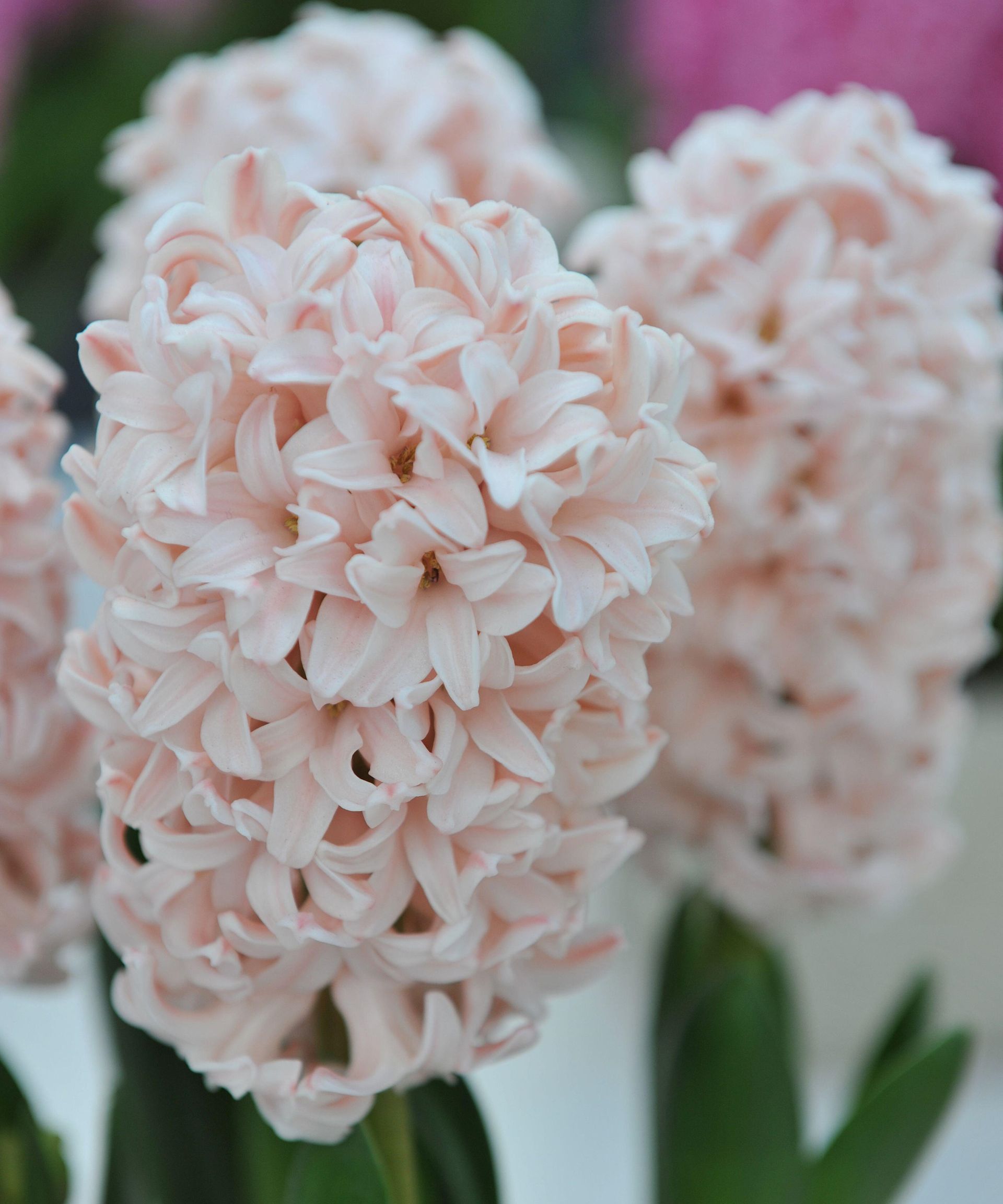 Best hyacinth varieties – 15 seasonal bulb choices | Homes and Gardens