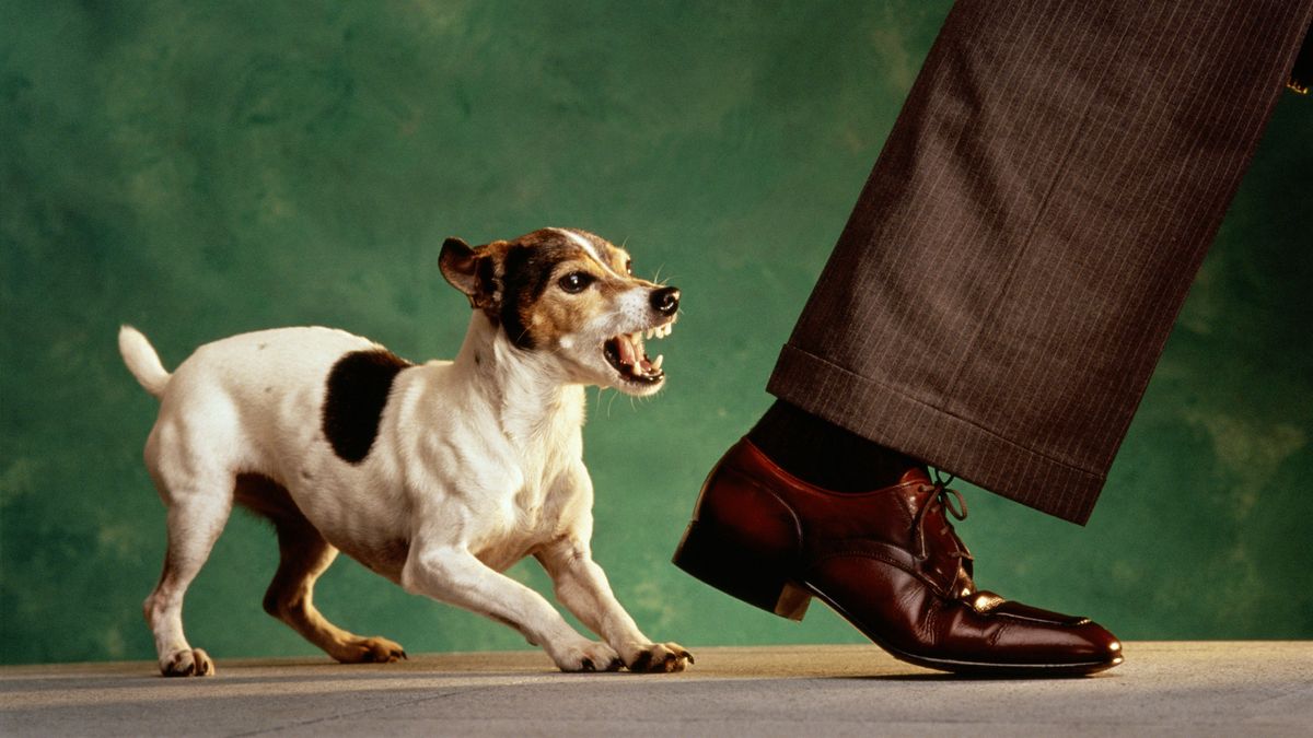 32 worst things about owning a dog | PetsRadar
