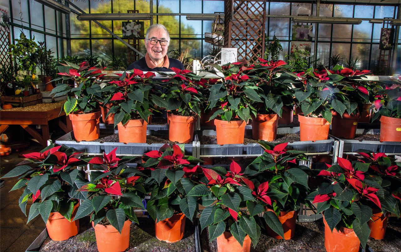 The plants to give for Christmas which will keep flowering for years ...