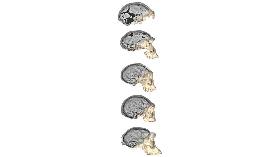 First 'Homo' species left Africa with ape-like brains | Live Science