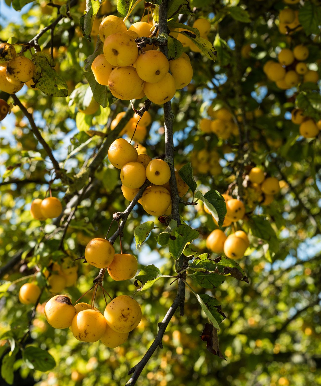 Best plants for small gardens: 22 stunning choices for compact plots ...