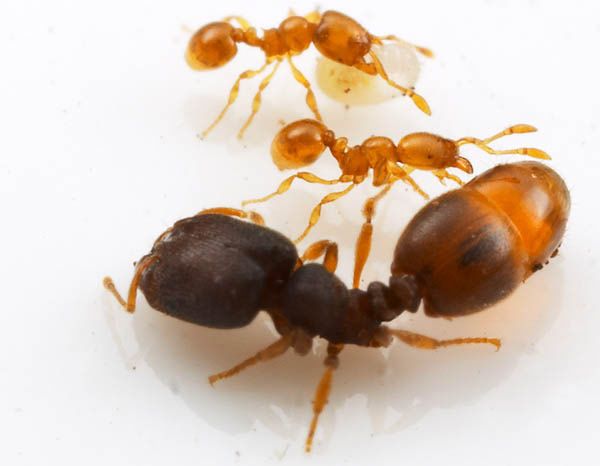 Image Gallery: Ants of the World | Live Science