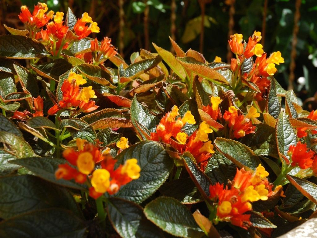 Episcia Plant Info: Tips For Growing Episcia Plants | Gardening Know How