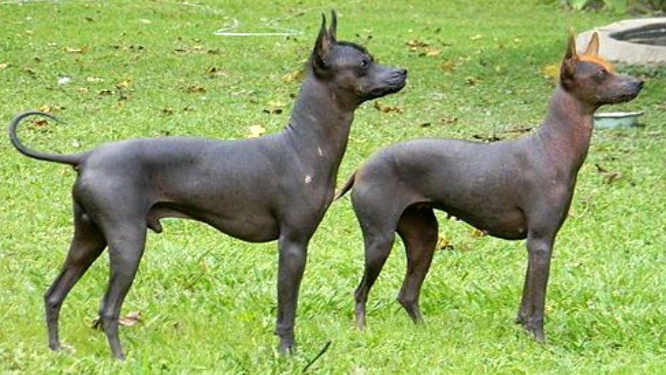 7 bald and beautiful hairless dog breeds | PetsRadar
