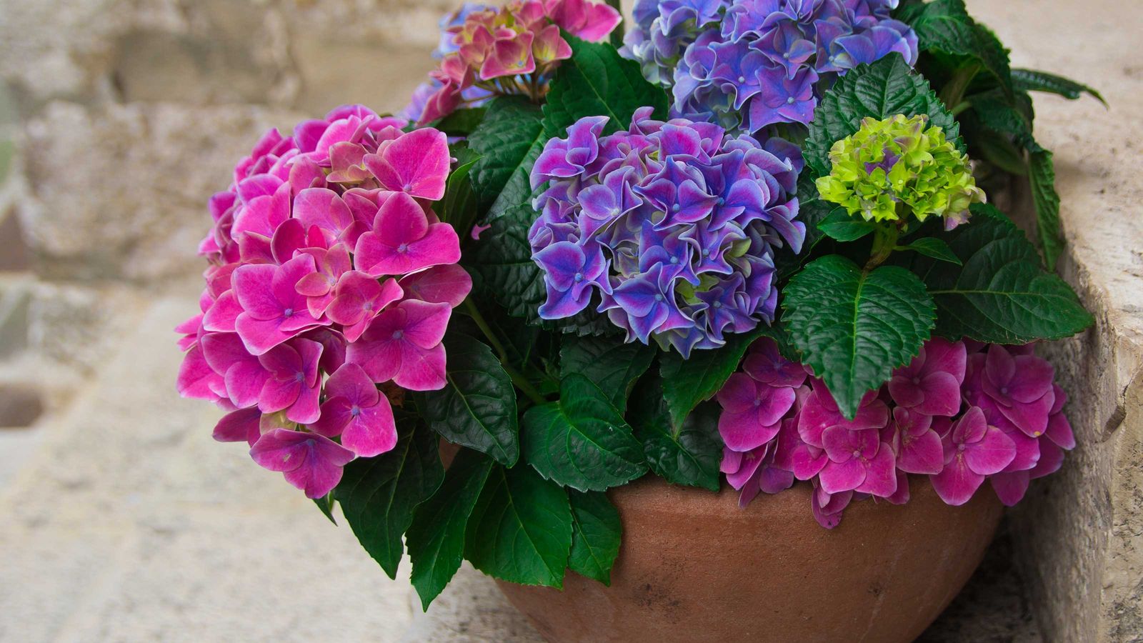 Caring for hydrangeas in pots: container growing made easy | Gardeningetc