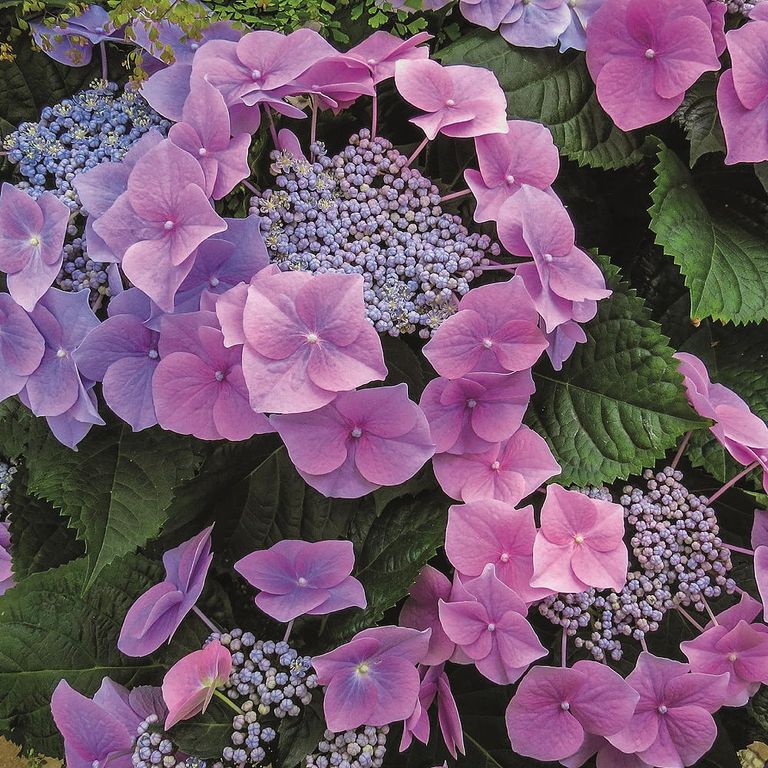 What to do with hydrangeas in the autumn – 5 essential tasks | Ideal Home