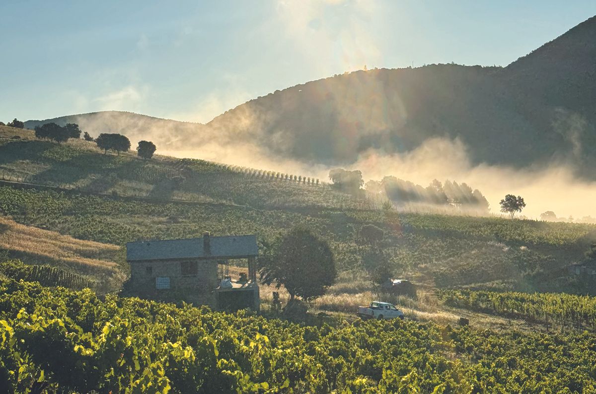 Bierzo reborn: 10 of the best from this revitalised region | Decanter