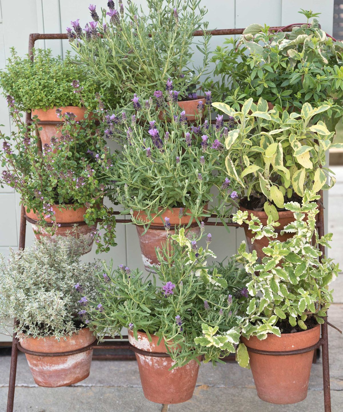 Easiest herbs to grow at home: 5 expert-approved picks | Homes and Gardens