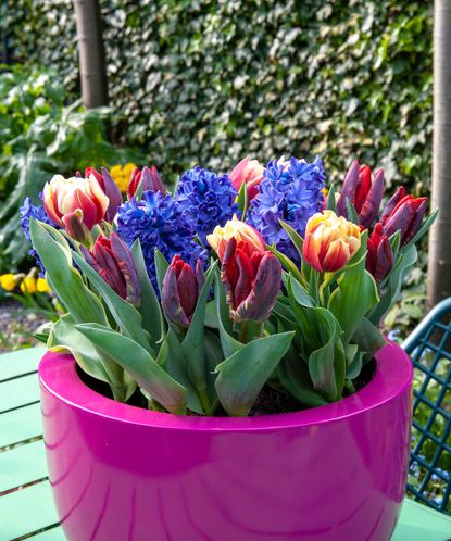 Bulb lasagne ideas and combinations to try: 10 looks for eye-catching ...