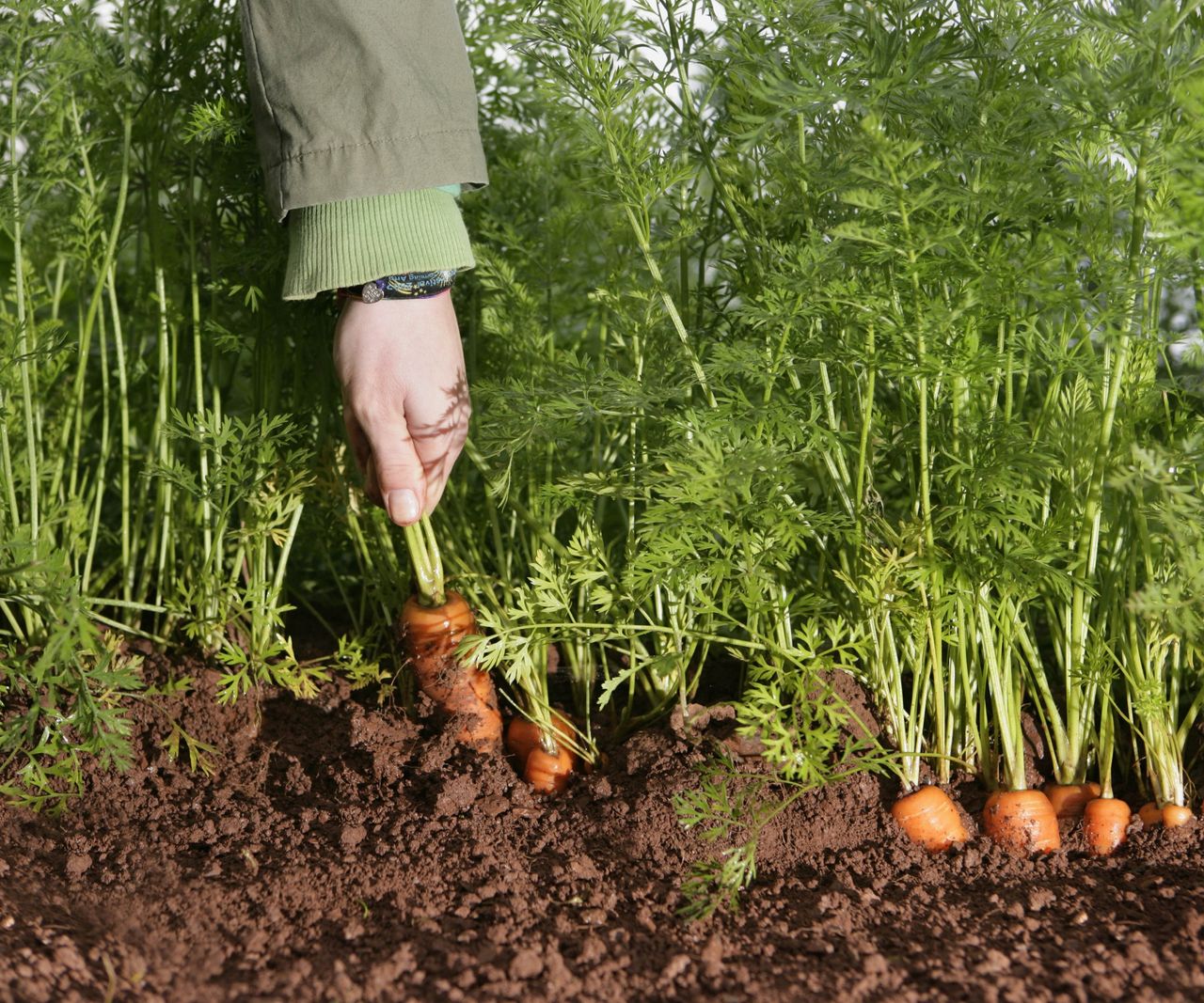 Direct sowing vs transplanting: an expert guide | Homes and Gardens
