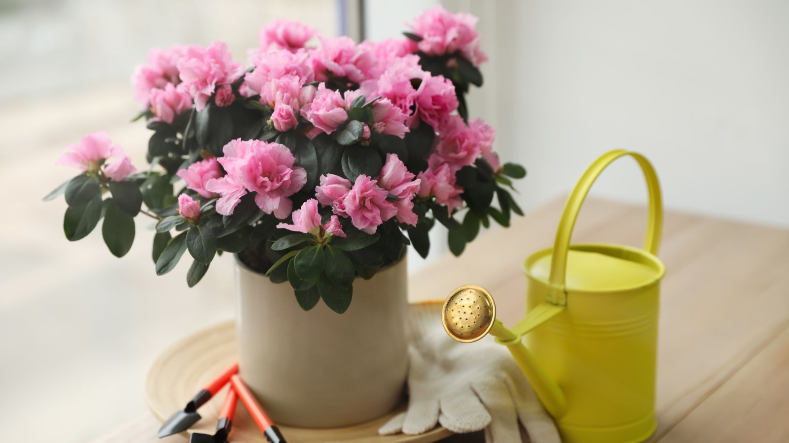 Taking Care of Azaleas Indoors: Expert Tips For Best Blooms | Gardening ...