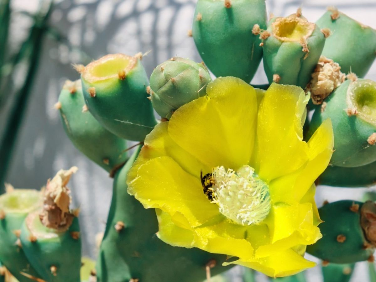 What Is A Spineless Prickly Pear Opuntia Cacanapa Ellisiana Cactus what-is-a-spineless-prickly-pear-opuntia-cacanapa-ellisiana-cactus
