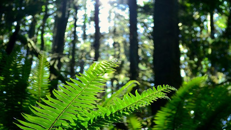 How to grow and care for sword ferns | Homes and Gardens