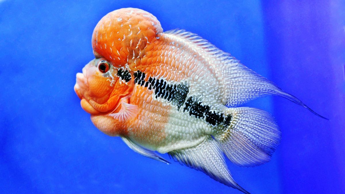 10 colorful tropical fish to brighten up your aquarium | PetsRadar