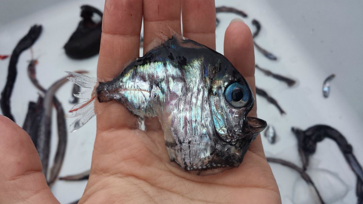 In Images: Glowing is Widespread in Marine Fishes | Live Science