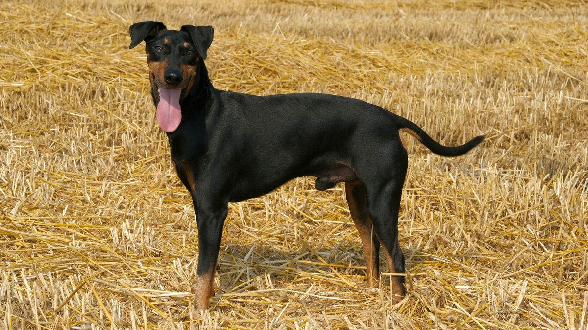 32 low maintenance dog breeds for busy people | PetsRadar