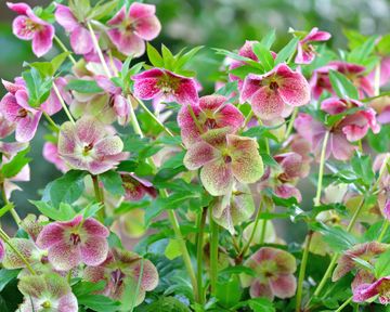 10 Stunning Plants For Winter Color – Experts Reveal The Best Varieties ...