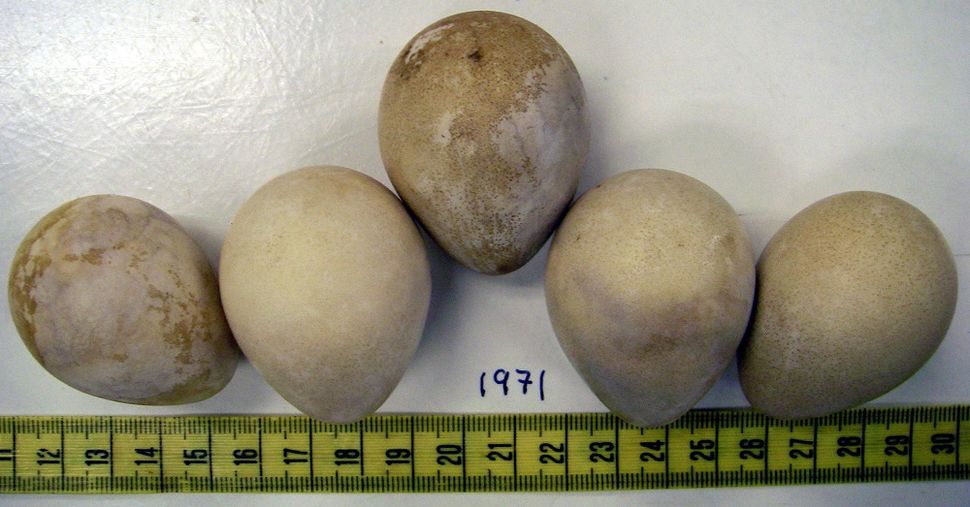 Florida's Invasive Pythons Now Devouring Bird Eggs | Live Science