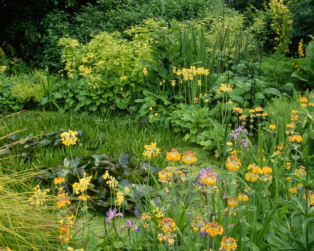 Bog gardens: expert advice on how and where to create one | Gardeningetc