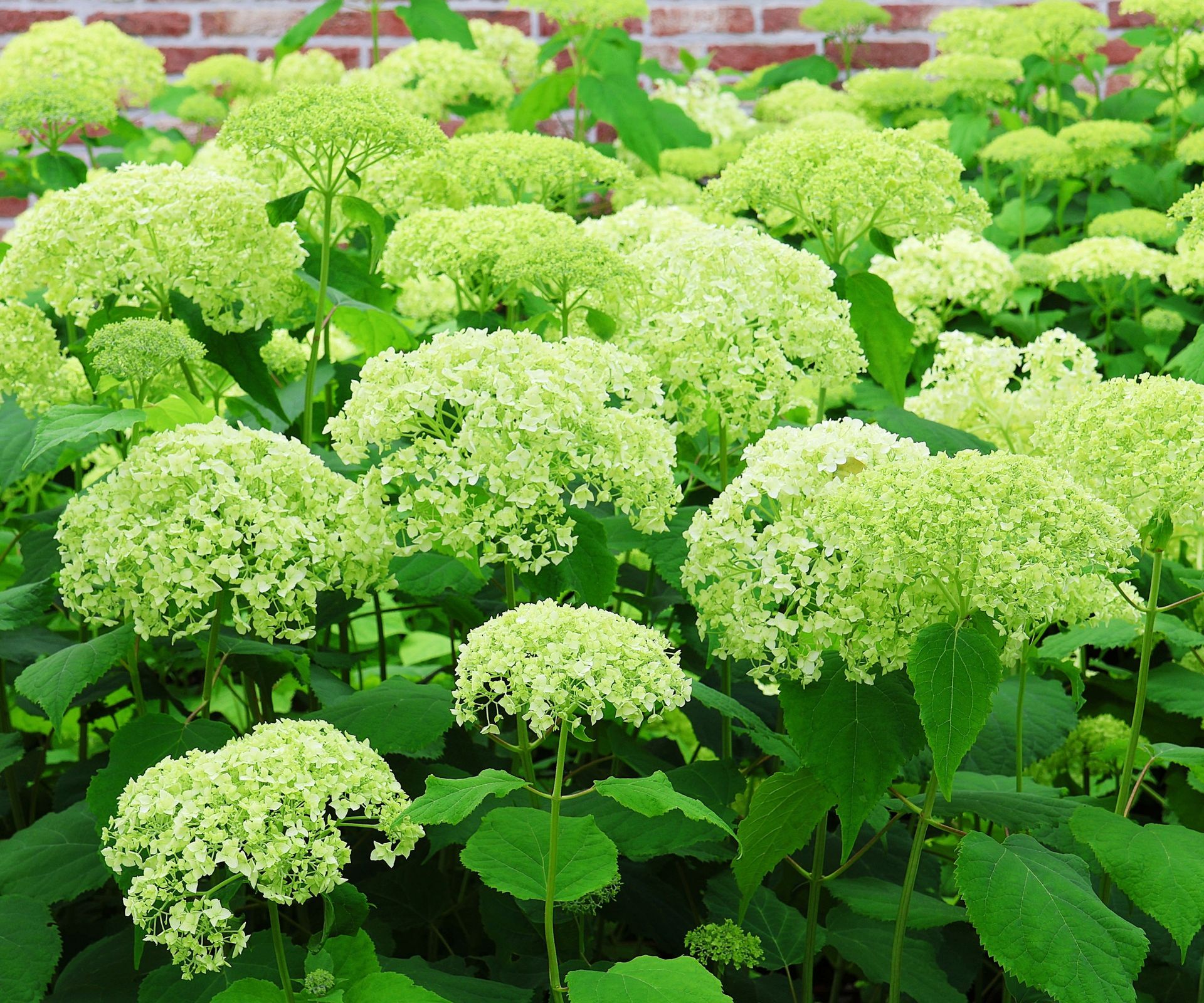8 Of The Best Plants For Morning Sun And Afternoon Shade | Gardening ...