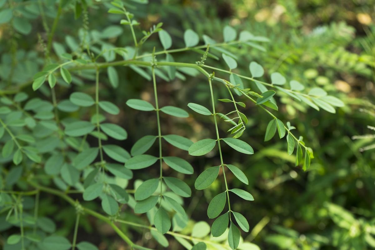 Indigo Cutting Propagation: How To Propagate Indigo From Cuttings ...
