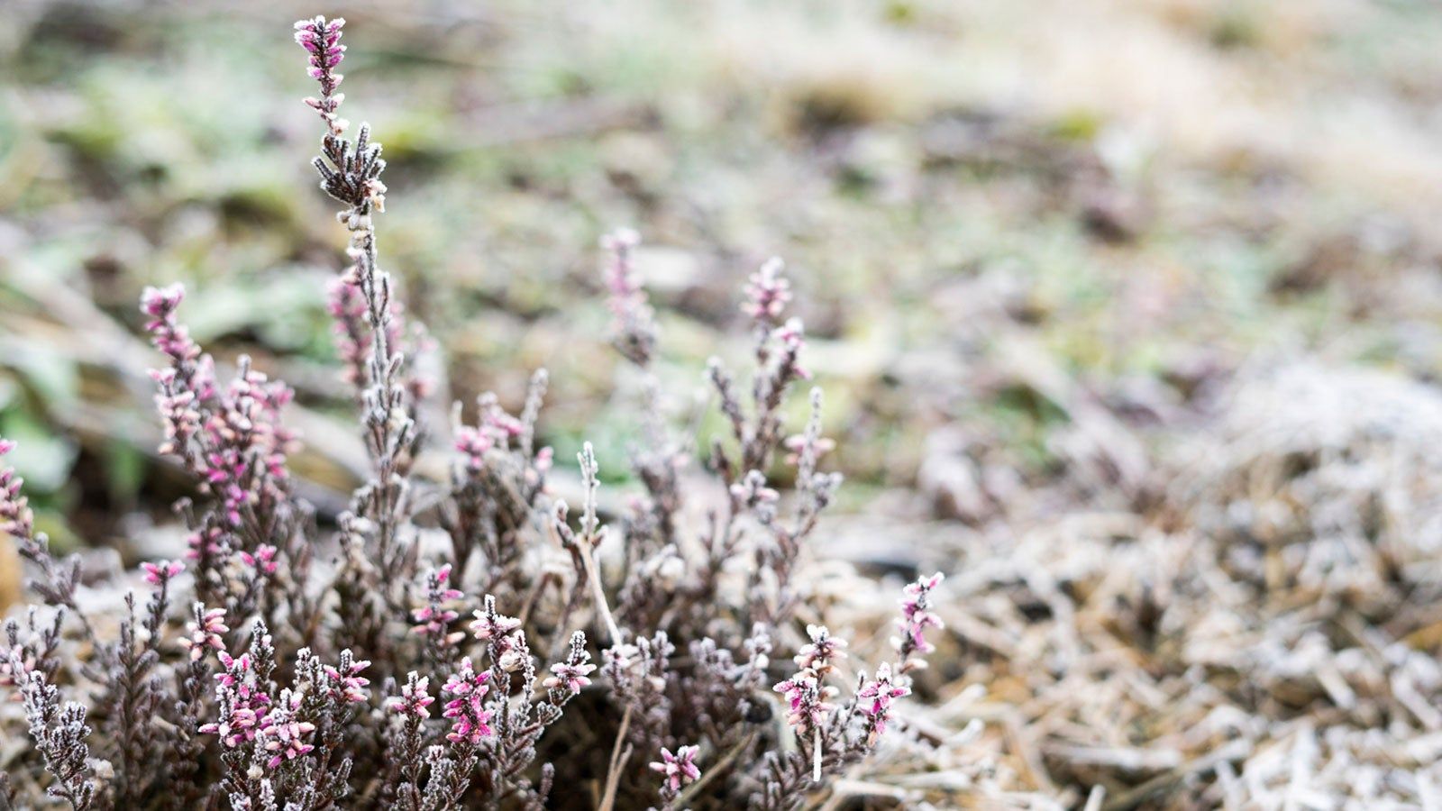 Winter Heather Varieties – How To Grow Heather That Flowers In Winter ...