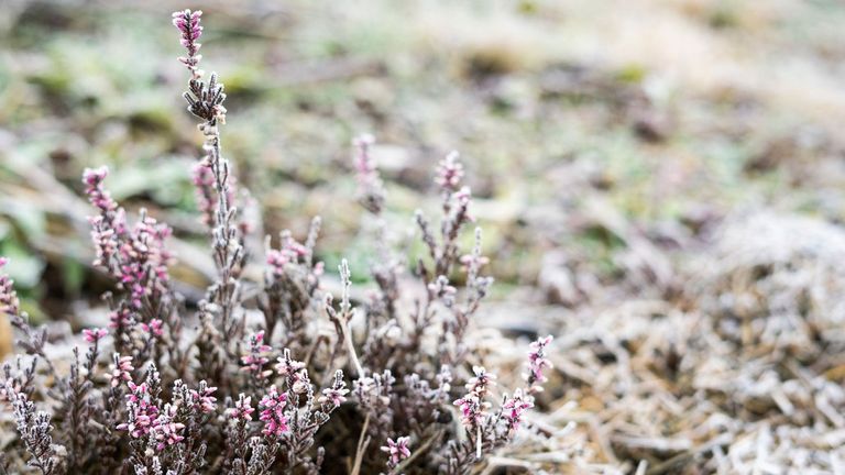 Winter Heather Varieties – How To Grow Heather That Flowers In Winter ...