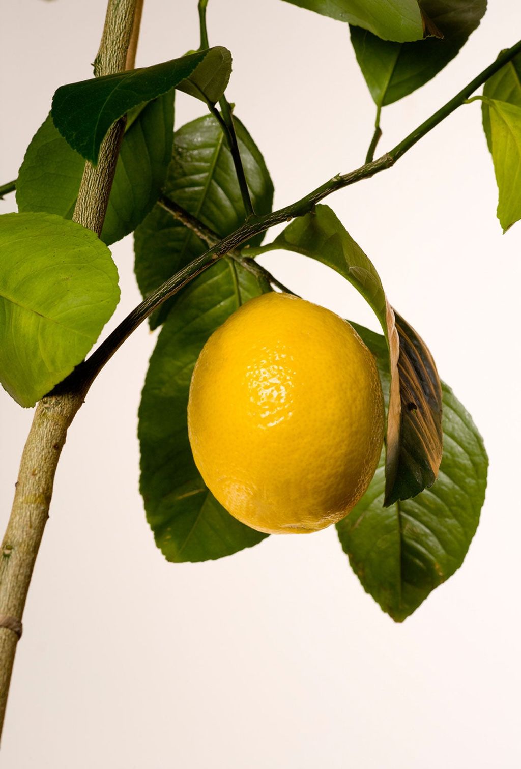 What Is a Meyer Lemon? | Gardening Know How