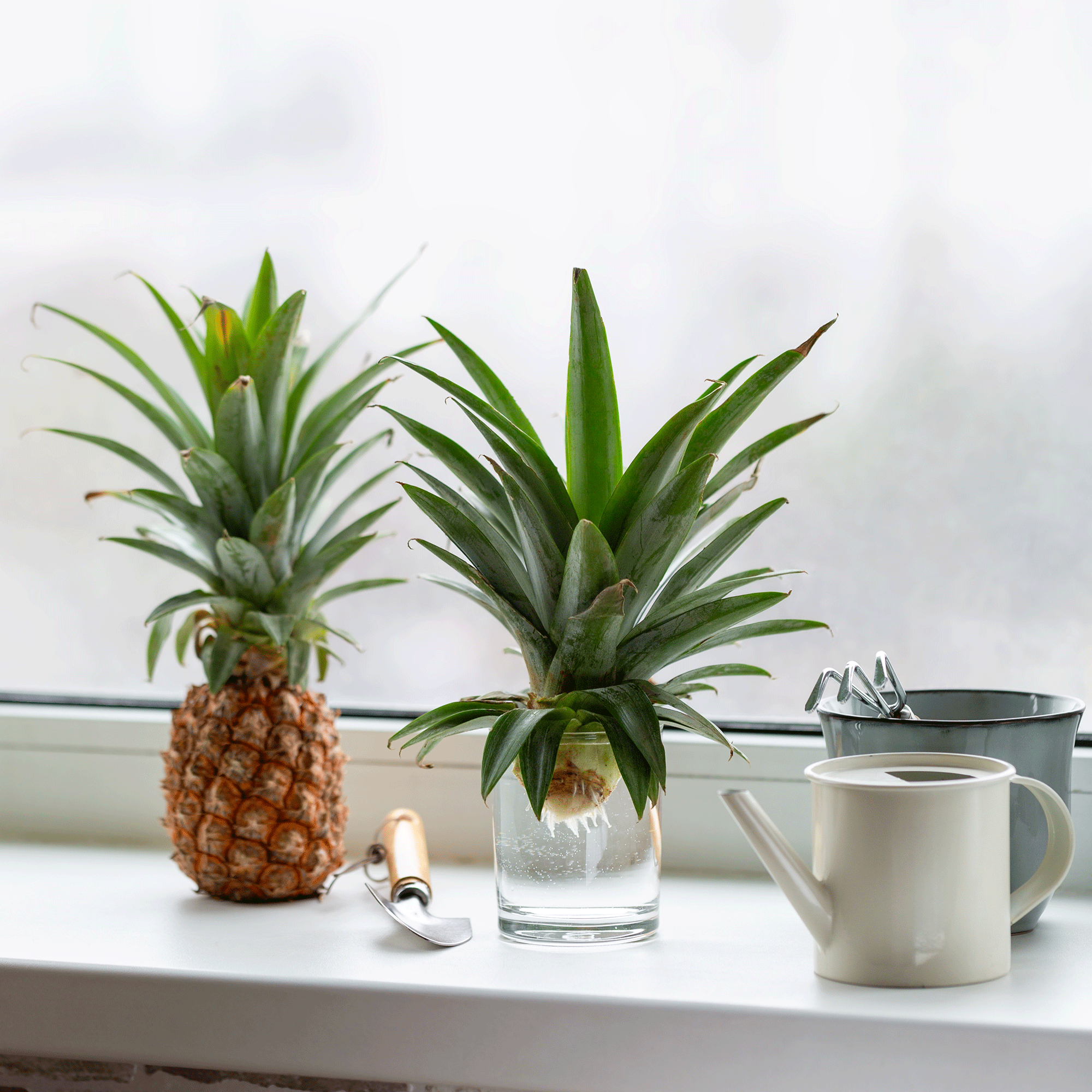 How to grow a pineapple from a top in water or soil | Ideal Home