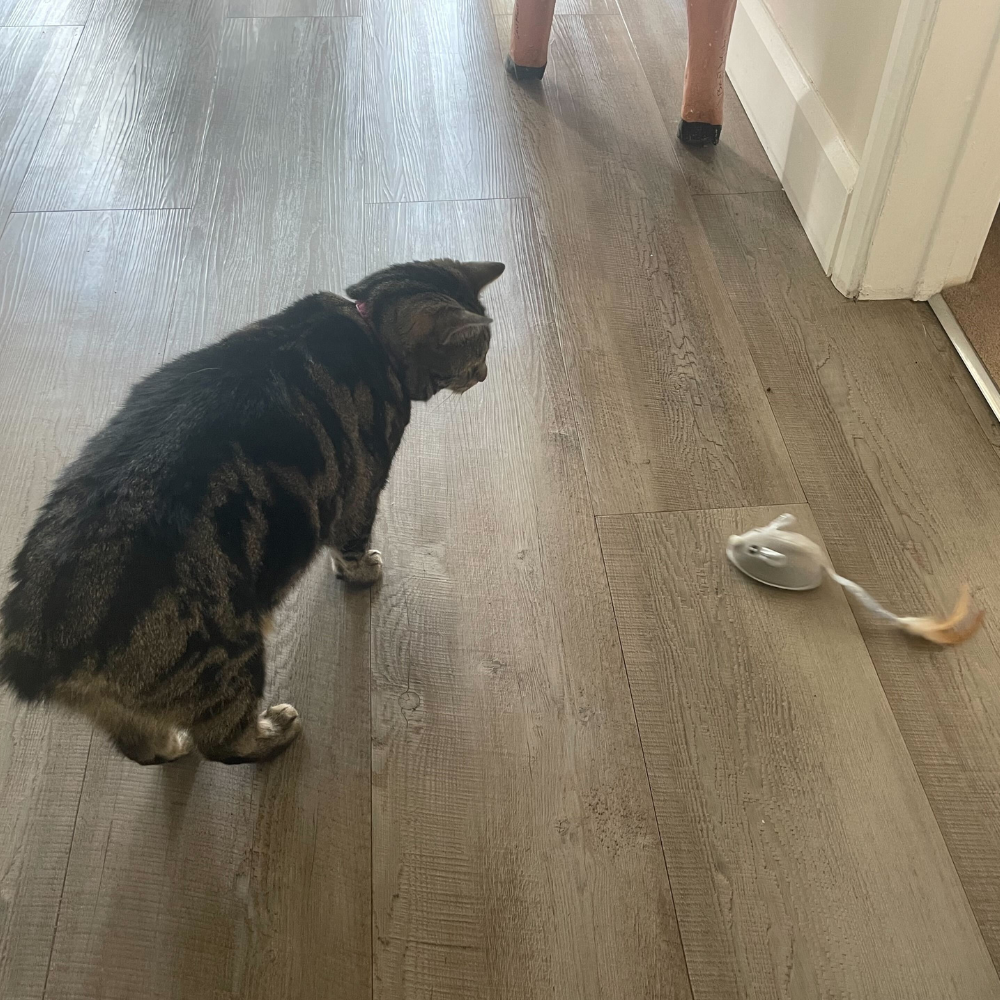 Best automated cat toys 2025 to keep your cat entertained | PetsRadar