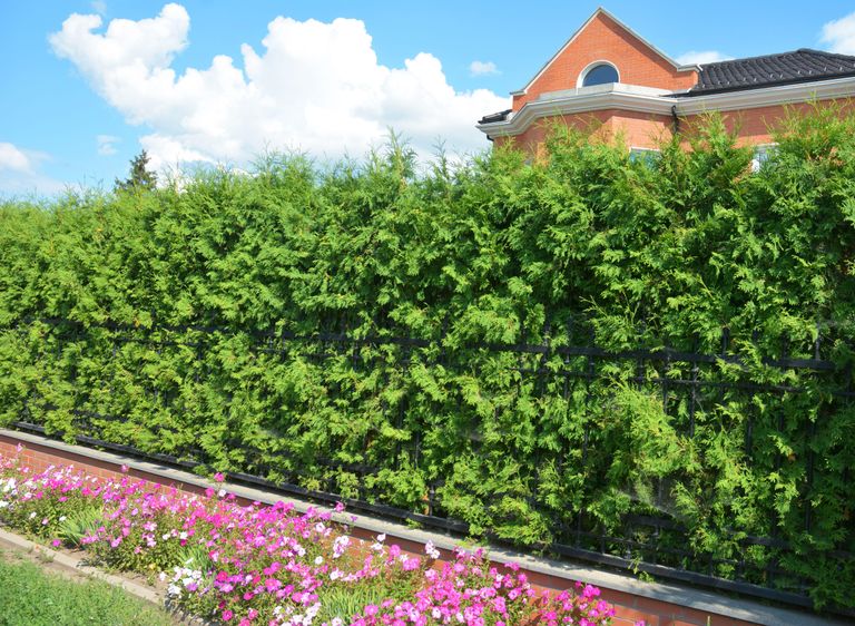 Best fast-growing hedges for added privacy in your backyard | Livingetc
