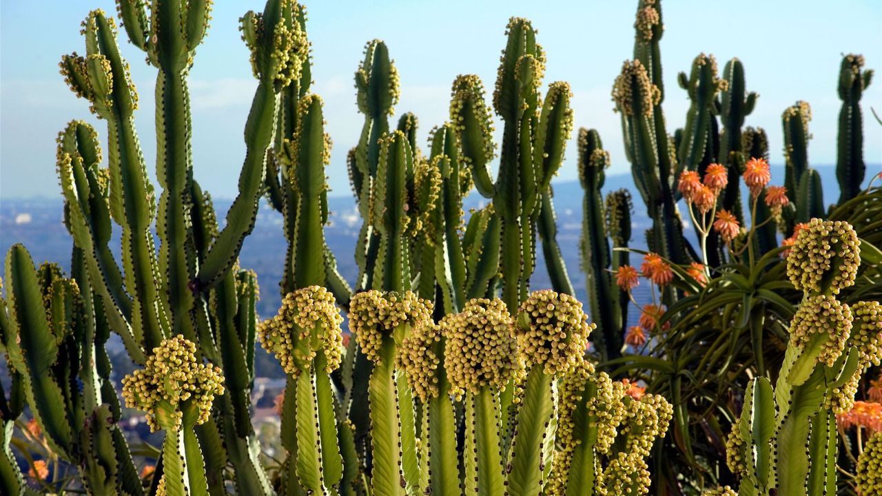 Why is my cactus turning brown? Reasons and solutions | Homes and Gardens