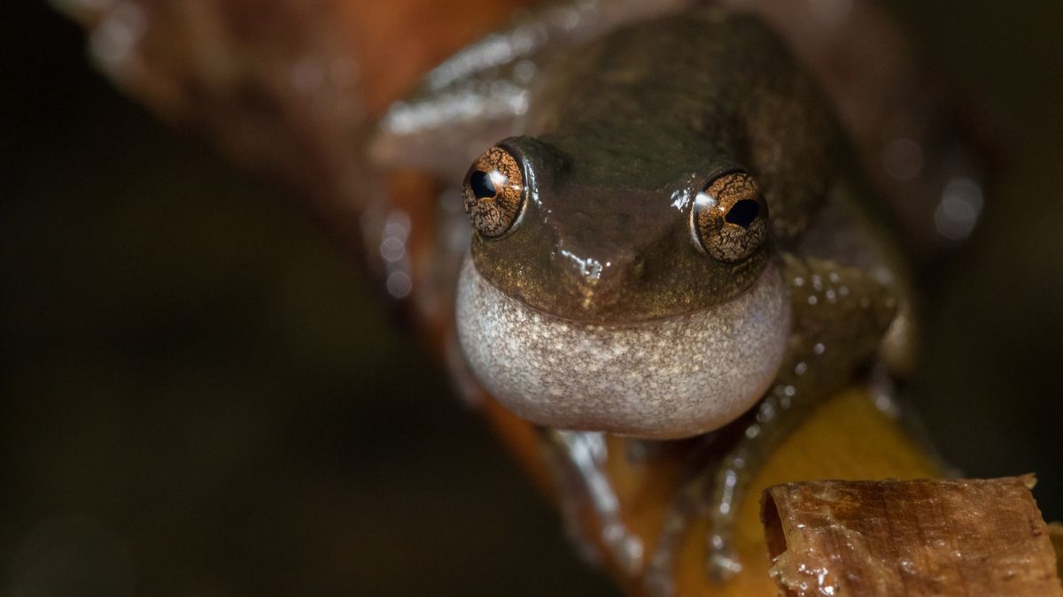 Zombie animals: 10 real-life cases of body-snatching | Live Science