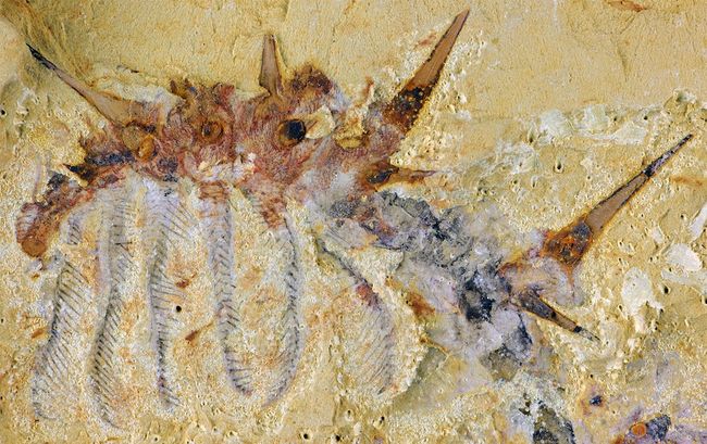 Armored Spiky Worm Had 30 Legs, Will Haunt Your Nightmares | Live Science