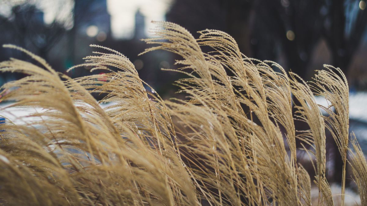 4 of the best ornamental grasses for winter interest | Ideal Home