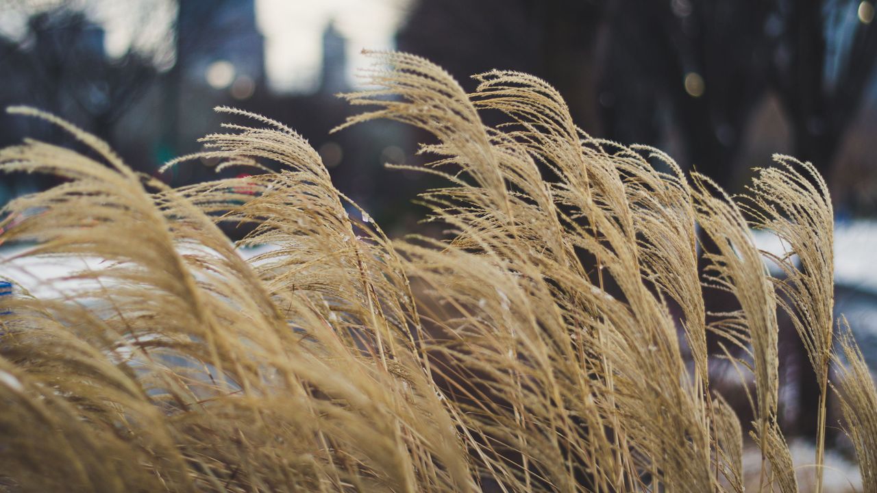 4 of the best ornamental grasses for winter interest | Ideal Home