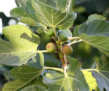 How to get a fig tree to fruit: 3 expert tips | Homes and Gardens