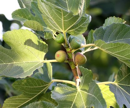 How to get a fig tree to fruit: 3 expert tips | Homes and Gardens
